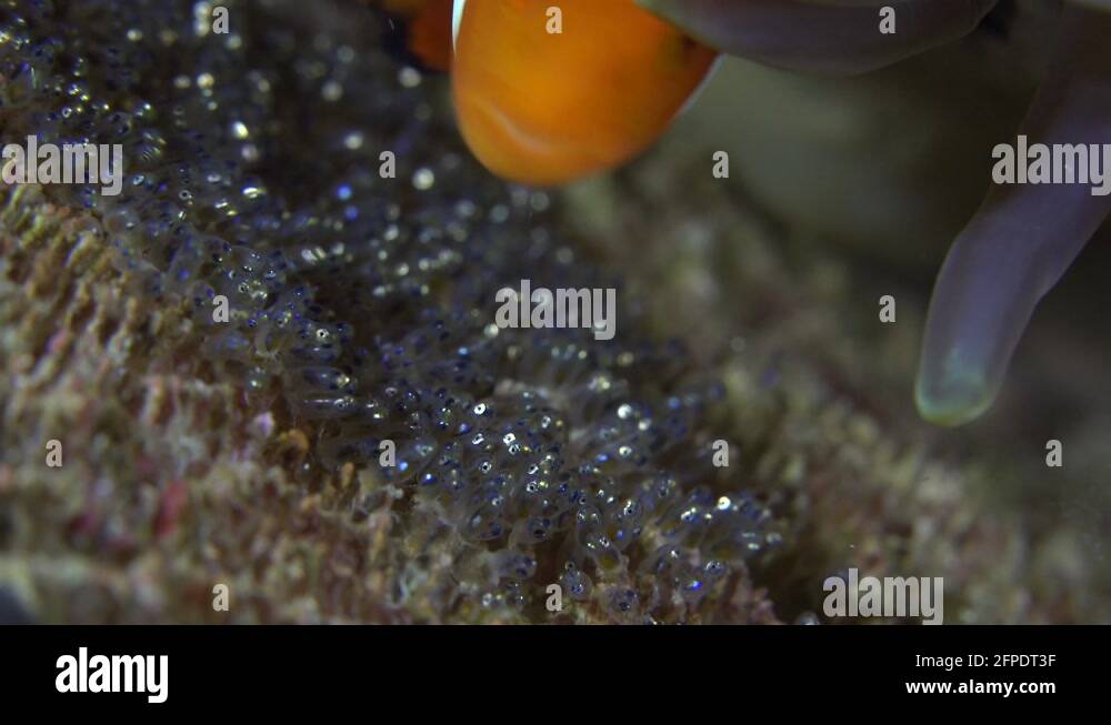 Amphiprion ocellaris juvenile Stock Videos & Footage - HD and 4K Video ...