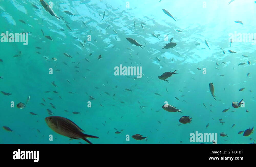 Tropical fish swimming towards camera Stock Videos & Footage - HD and ...