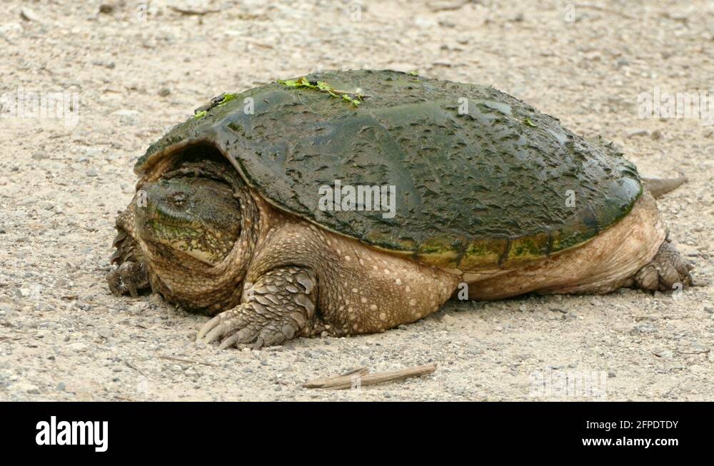 Prehistoric turtle Stock Videos & Footage - HD and 4K Video Clips - Alamy