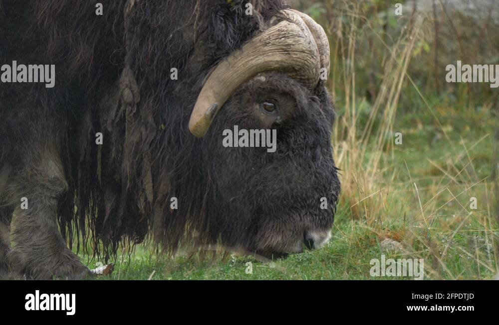 Animal musk Stock Videos & Footage - HD and 4K Video Clips - Alamy