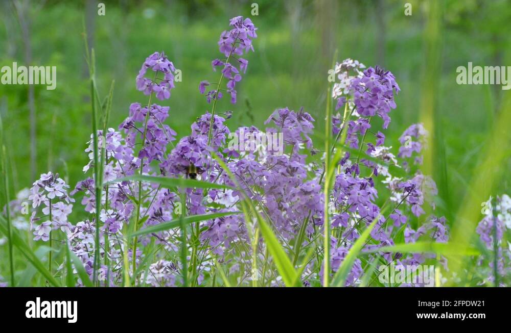 Mini moth Stock Videos & Footage - HD and 4K Video Clips - Alamy