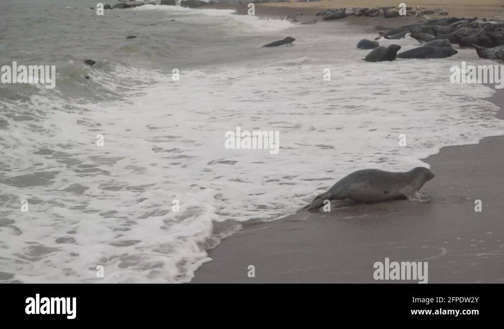 Adult seals Stock Videos & Footage - HD and 4K Video Clips - Alamy