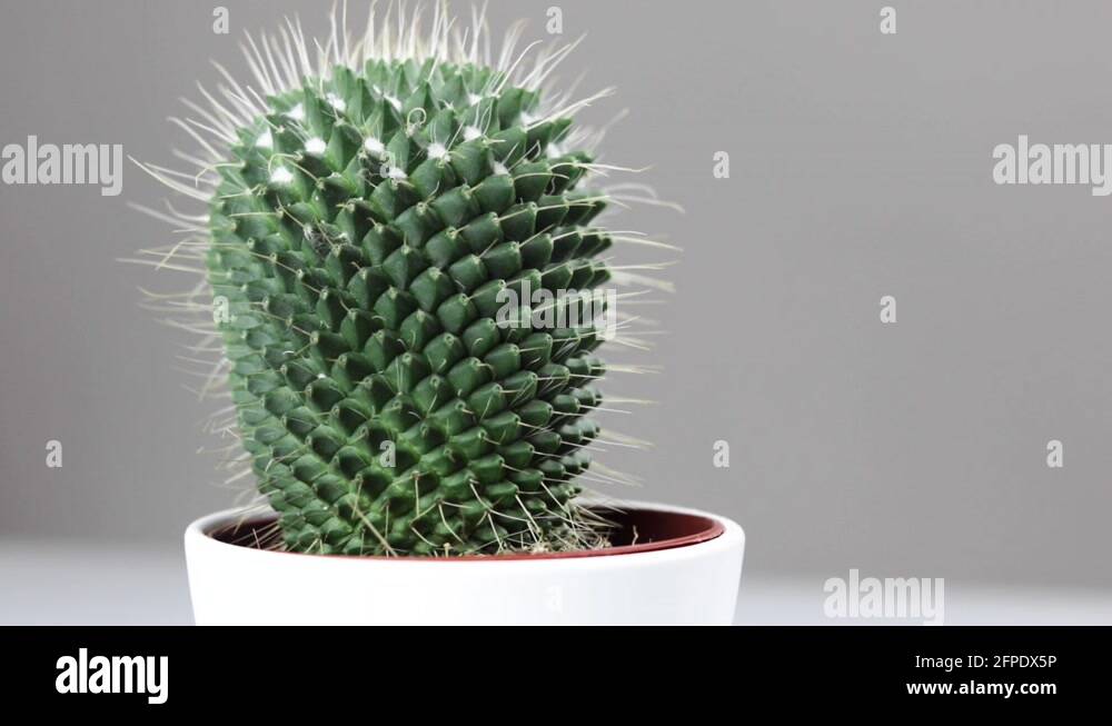 Fat cactus Stock Videos & Footage - HD and 4K Video Clips - Alamy