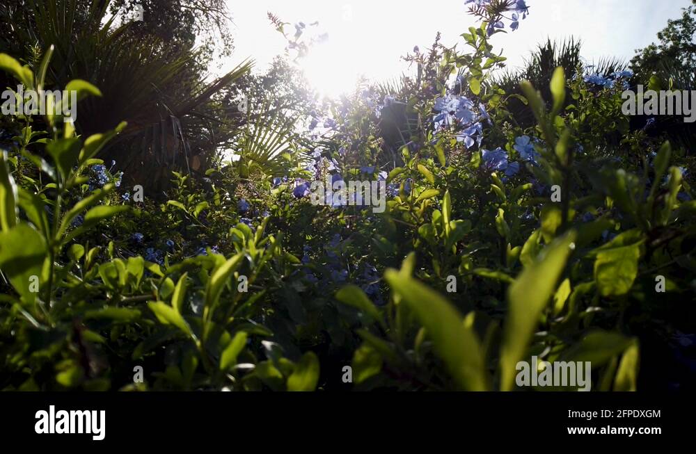 Green bush behind flowers Stock Videos & Footage - HD and 4K Video ...
