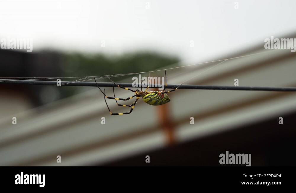 Wire cobweb Stock Videos & Footage - HD and 4K Video Clips - Alamy