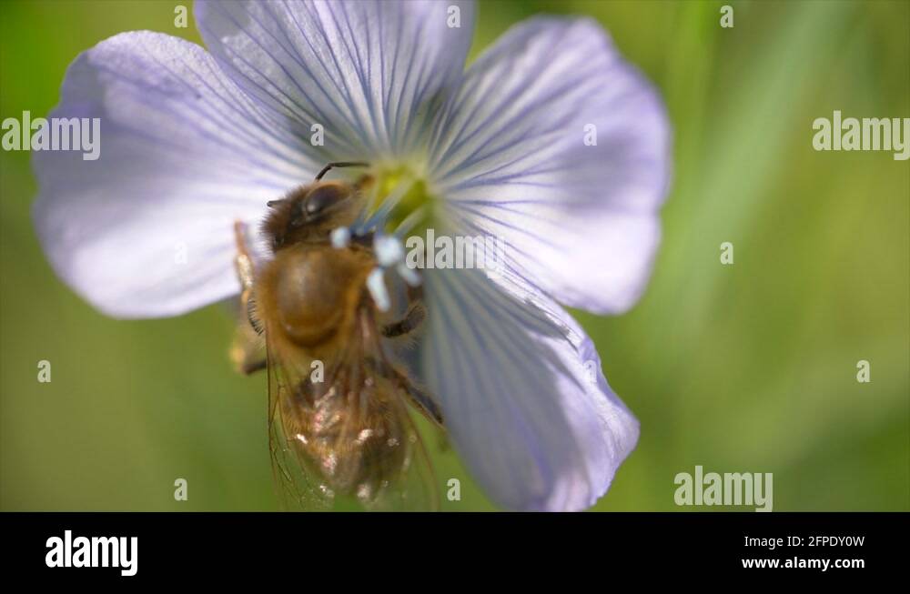 Animal pollination Stock Videos & Footage - HD and 4K Video Clips - Alamy