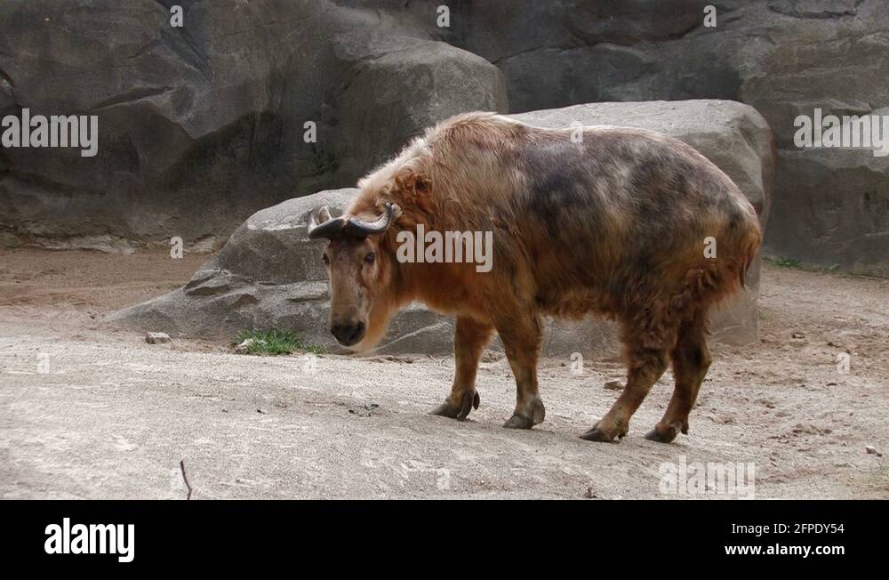 Takin Stock Videos & Footage - HD and 4K Video Clips - Alamy