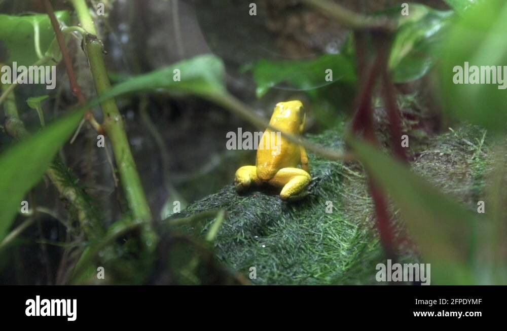 Golden frog, a rana dorada and a rare frog from the amazonian jungles ...
