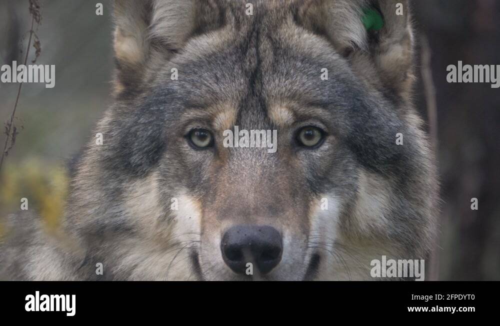 Wolf head portrait eyes Stock Videos & Footage - HD and 4K Video Clips - Alamy