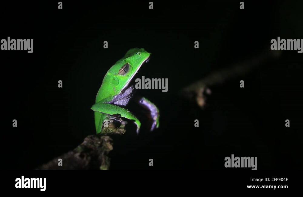 Frog eyes closed Stock Videos & Footage - HD and 4K Video Clips - Alamy