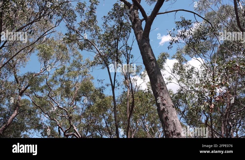 Looking up to the Australian gum tree canopy Stock Video Footage - Alamy