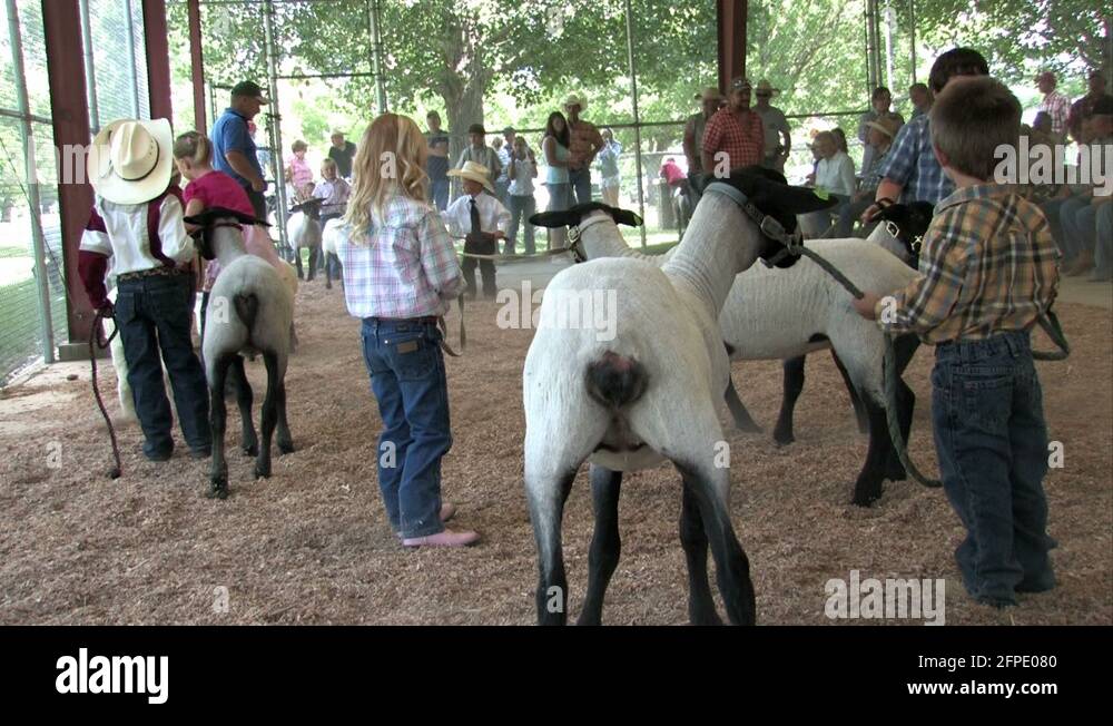 Sheep judging Stock Videos & Footage - HD and 4K Video Clips - Alamy