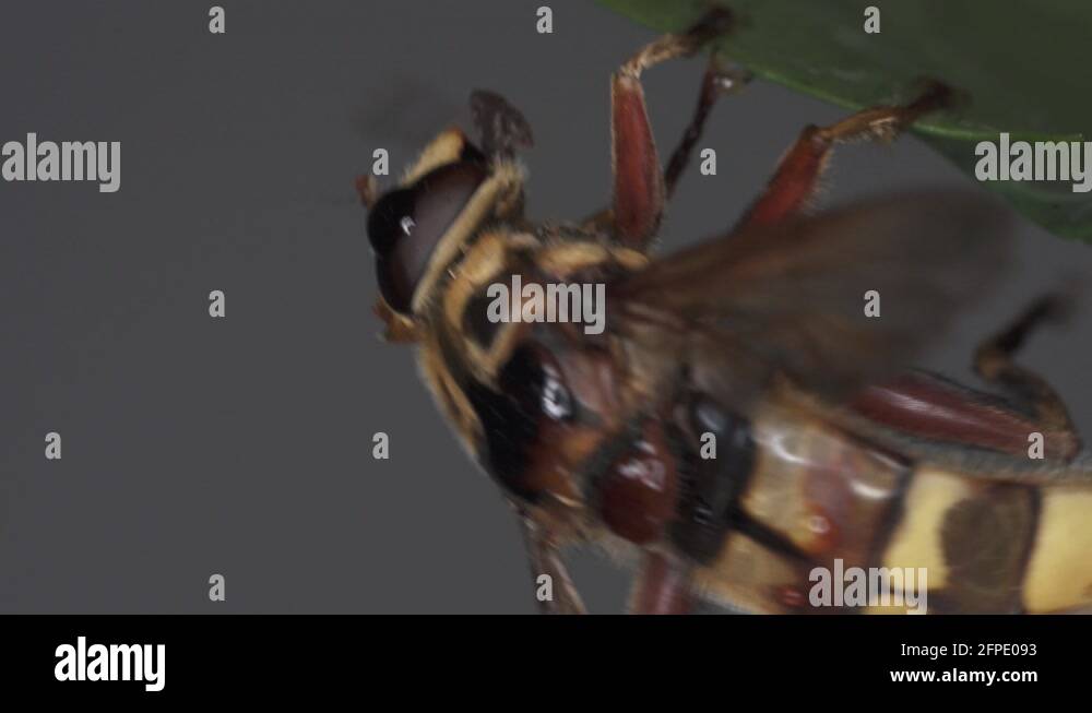 Compound eye Stock Videos & Footage - HD and 4K Video Clips - Alamy