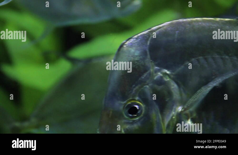 Crowded aquarium Stock Videos & Footage - HD and 4K Video Clips - Alamy