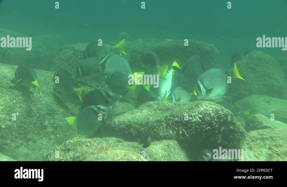 Fish Swimming 1 Stock Video Footage - Alamy