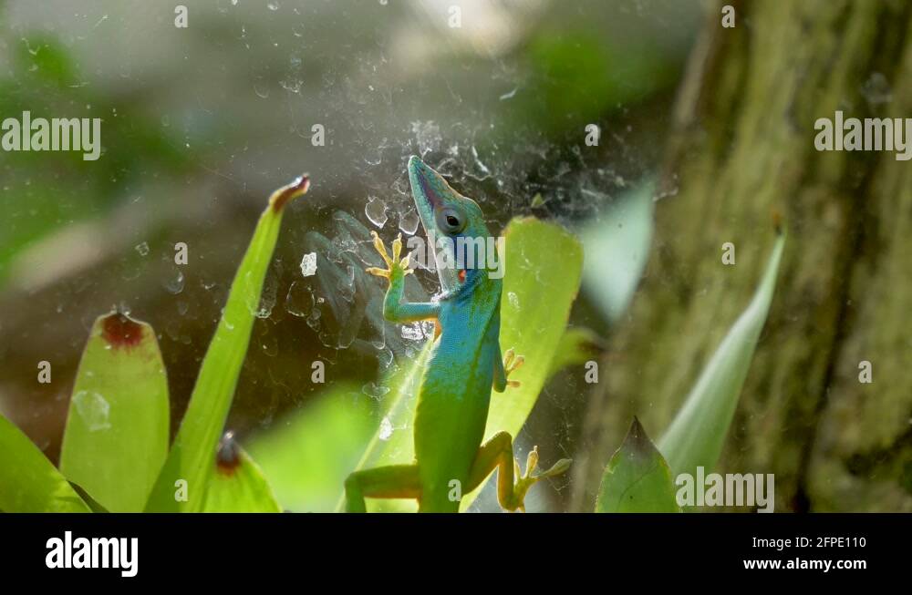 Blue gecko Stock Videos & Footage - HD and 4K Video Clips - Alamy