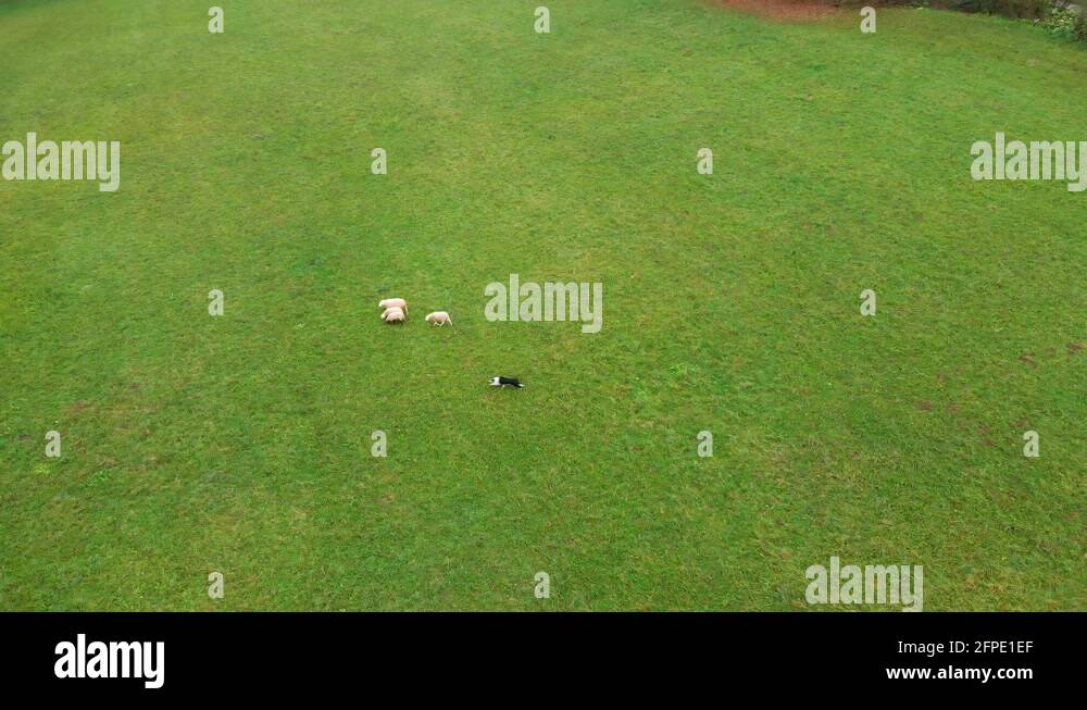 Traditional shepherd dog in Stock Videos & Footage - HD and 4K Video ...