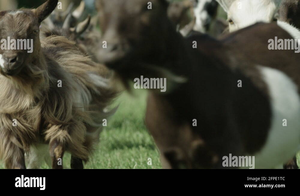 CLOSE UP Beautiful and funny 60fps slow motion of Pygmy goats running ...