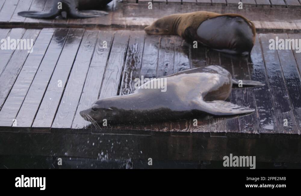 Two sea lions fighting on floating wood platform at Pier 39 in San ...