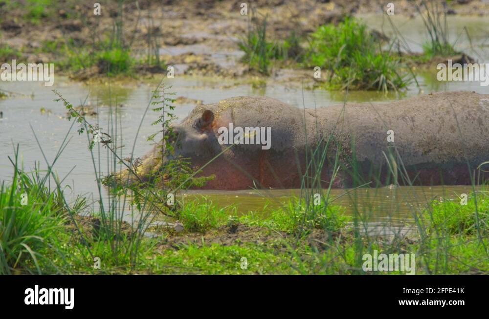 Muddy wild animals Stock Videos & Footage - HD and 4K Video Clips - Alamy