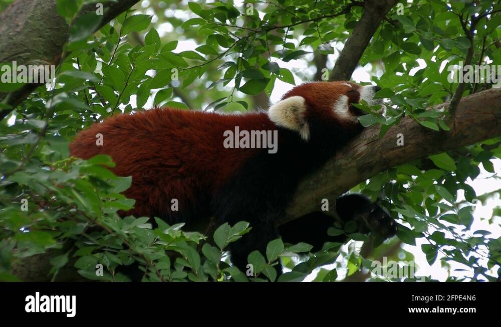 Endangered panda Stock Videos & Footage - HD and 4K Video Clips - Alamy