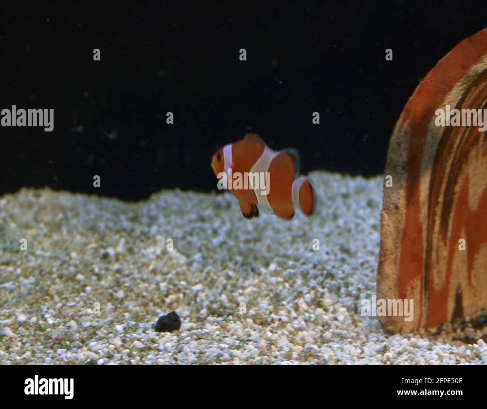 Little nemo Stock Videos & Footage - HD and 4K Video Clips - Alamy