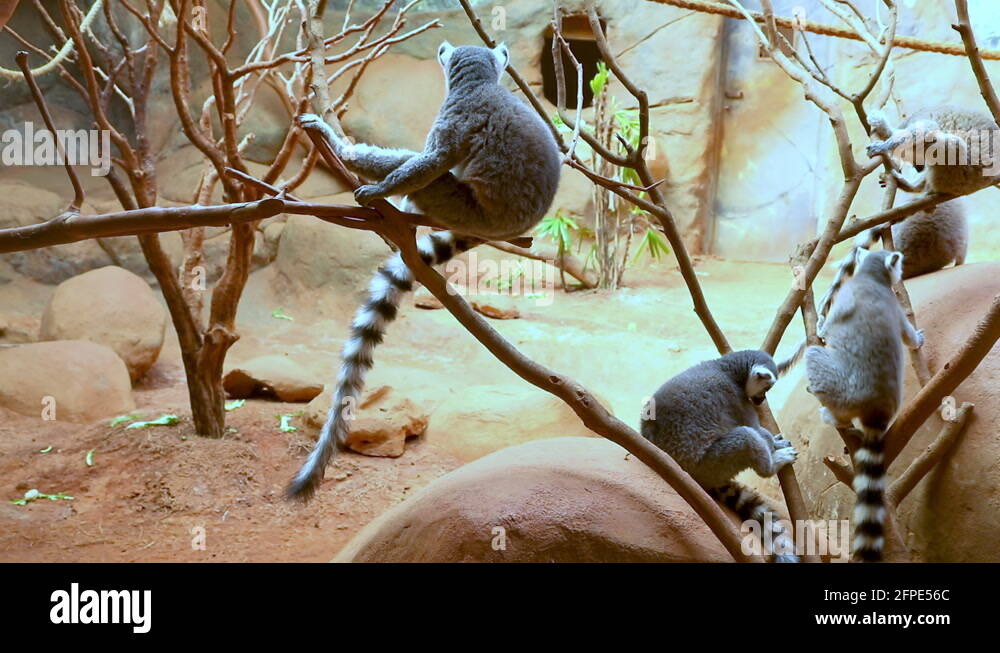 Strepsirrhini primate Stock Videos & Footage - HD and 4K Video Clips ...