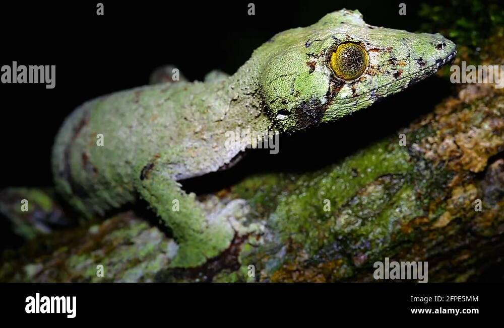 Giant leaf tailed gecko uroplatus fimbriatus Stock Videos & Footage ...