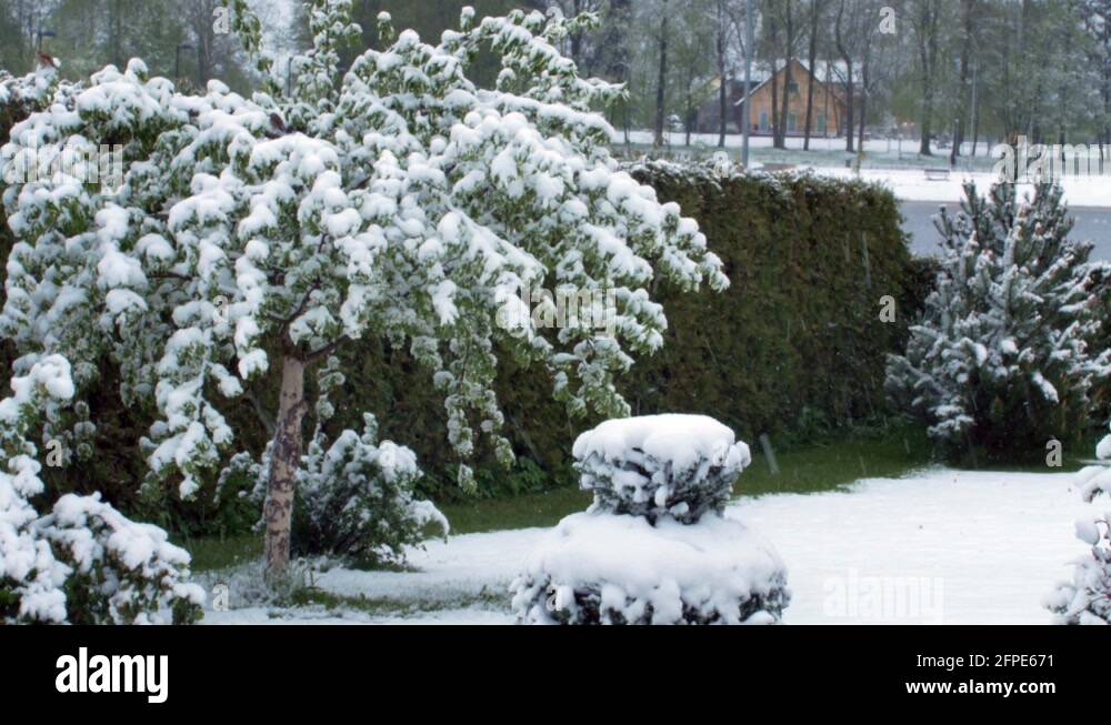 Pears tree Stock Videos & Footage - HD and 4K Video Clips - Alamy