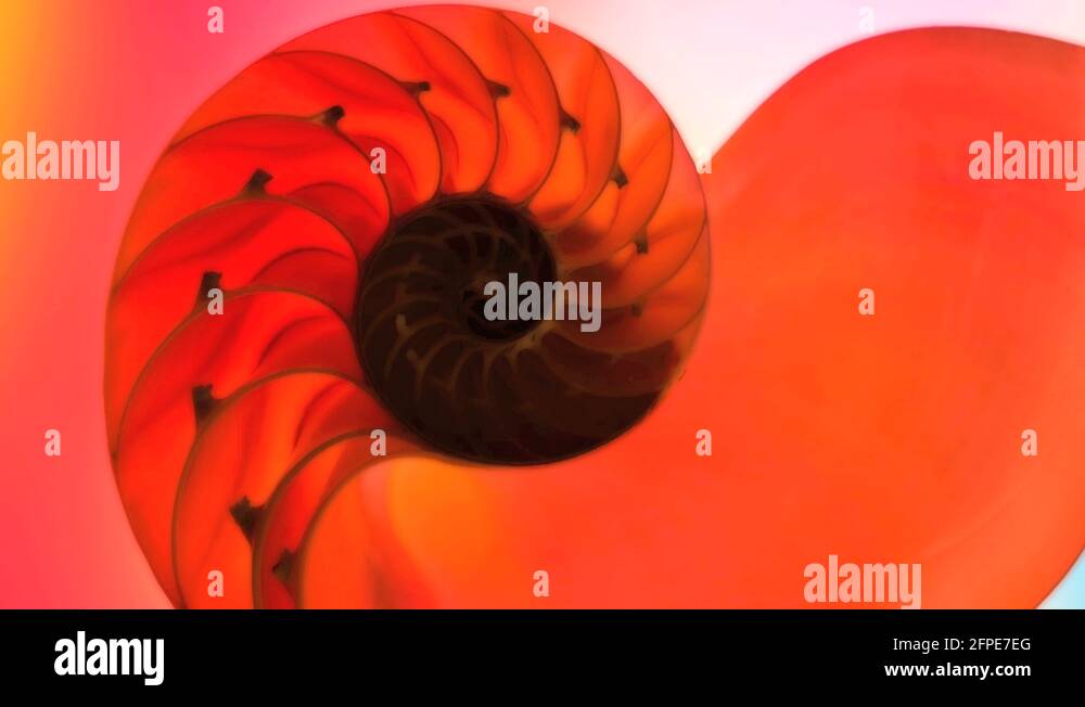 Split shell Stock Videos & Footage - HD and 4K Video Clips - Alamy