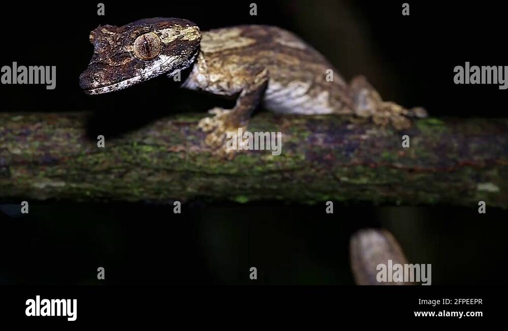 Endangered gecko Stock Videos & Footage - HD and 4K Video Clips - Alamy