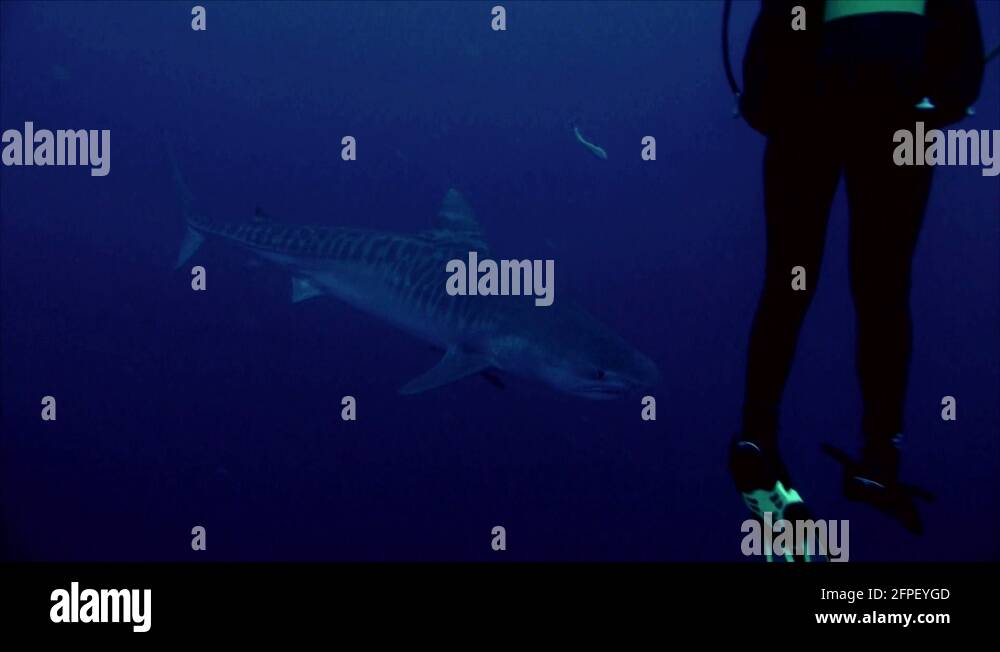 tiger shark passes scuba diver´s legs, indian ocean Stock Video Footage ...