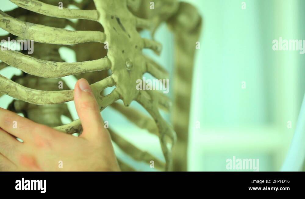 Rib cage anatomy Stock Videos & Footage - HD and 4K Video Clips - Alamy