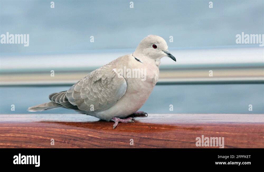 North american mourning dove Stock Videos & Footage - HD and 4K Video ...