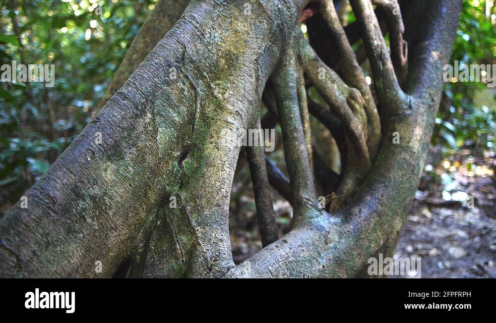 Cape fig tree Stock Videos & Footage - HD and 4K Video Clips - Alamy