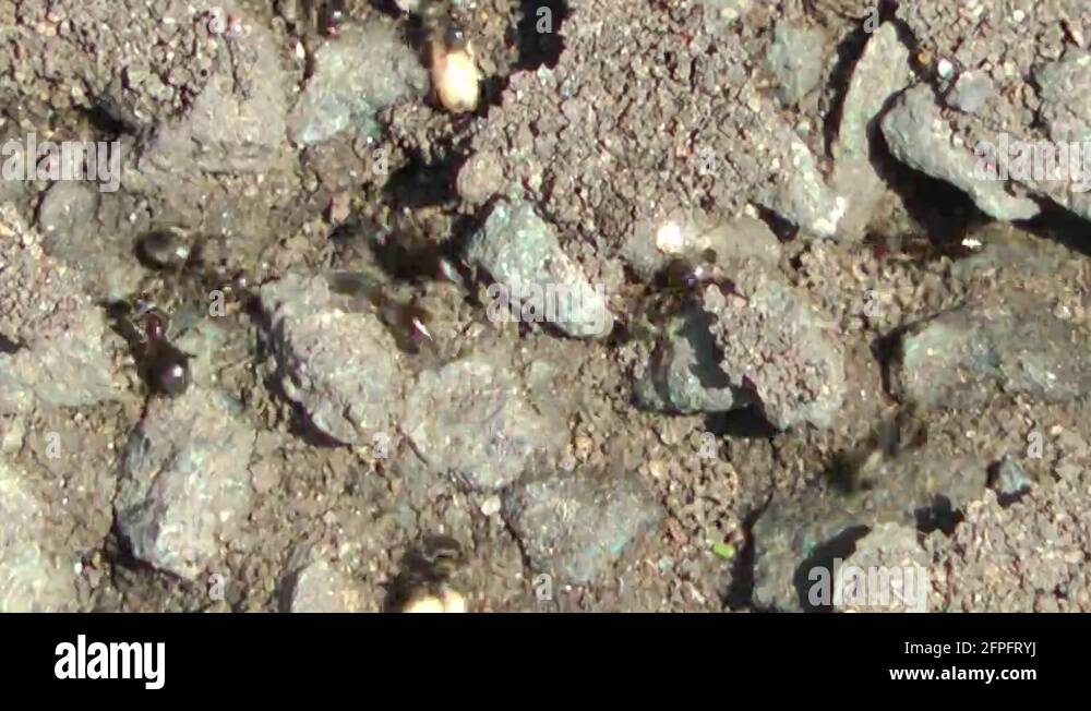 Soil section insects Stock Videos & Footage - HD and 4K Video Clips - Alamy