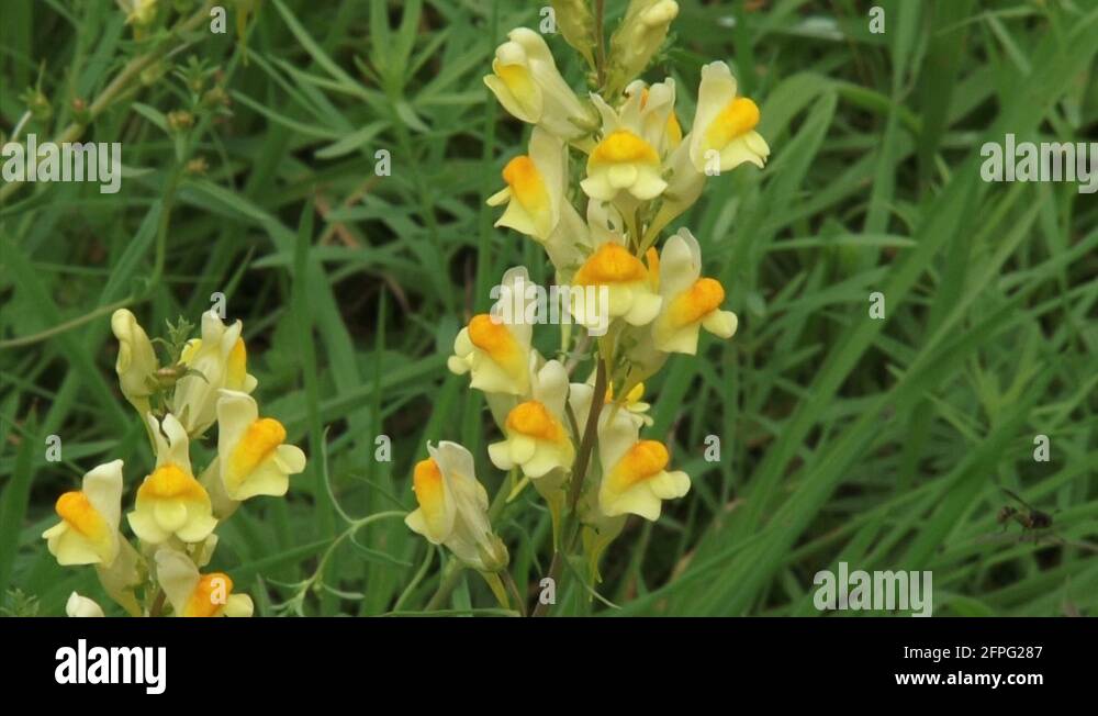 Pale toad flax Stock Videos & Footage - HD and 4K Video Clips - Alamy