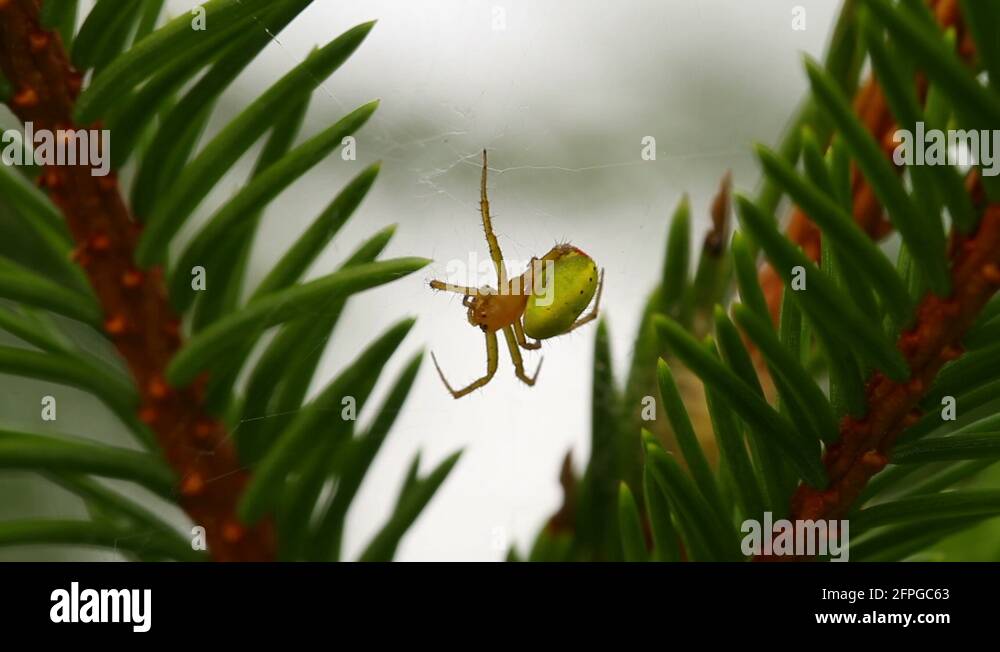 Spider in a tree Stock Videos & Footage - HD and 4K Video Clips - Alamy
