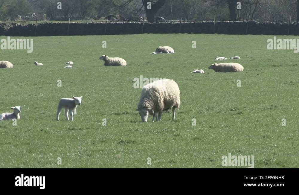 Ewe and sheep Stock Videos & Footage - HD and 4K Video Clips - Alamy