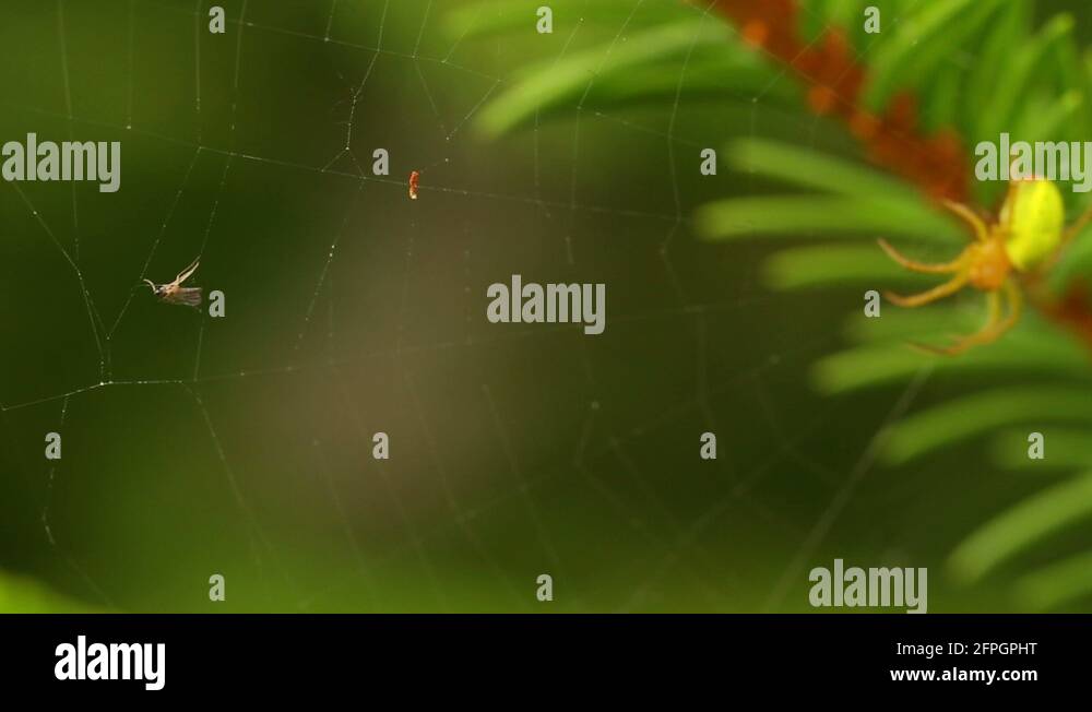 Spider catching insect Stock Videos & Footage - HD and 4K Video Clips ...