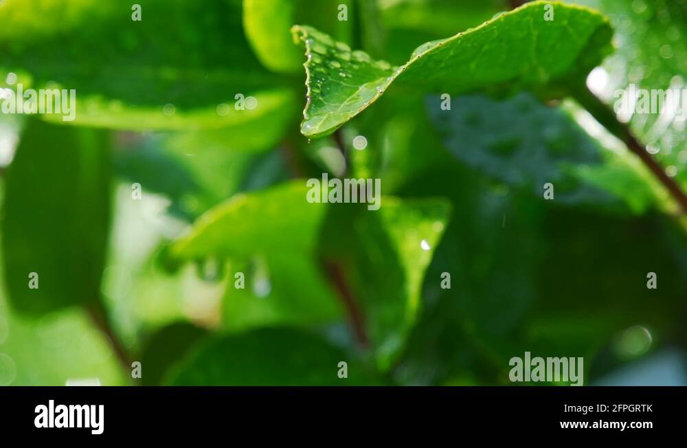 Water drop off leaf Stock Videos & Footage - HD and 4K Video Clips - Alamy