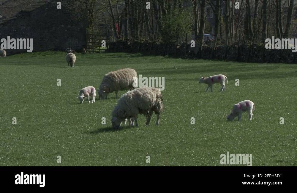 Ewe ewes lamb lambs sheep Stock Videos & Footage - HD and 4K Video ...