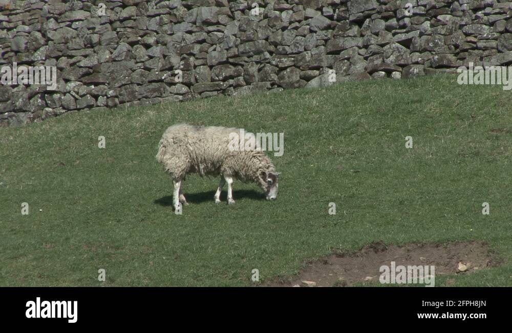Dry stone wall sheep Stock Videos & Footage - HD and 4K Video Clips - Alamy