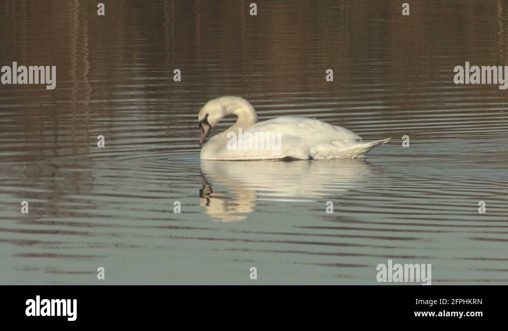 Floating swan Stock Videos & Footage - HD and 4K Video Clips - Alamy