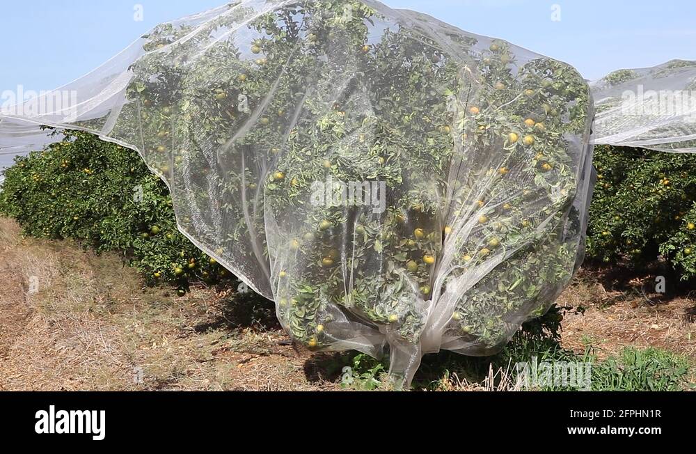 Plastic net protects fruits of citrus trees from hail, frost, rain ...