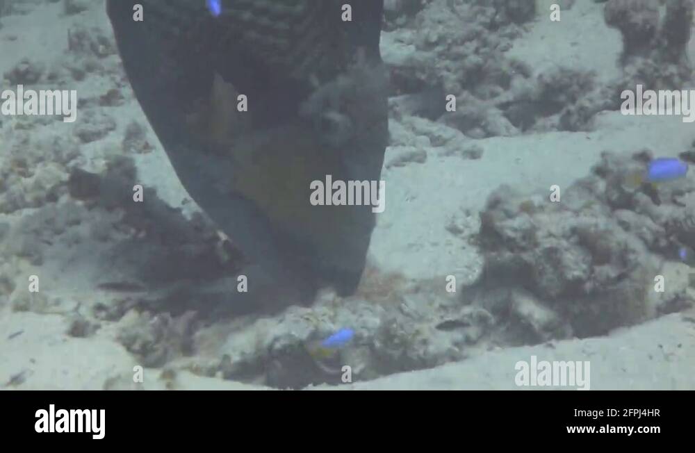 Titan trigger fish feeding close up Stock Video Footage - Alamy