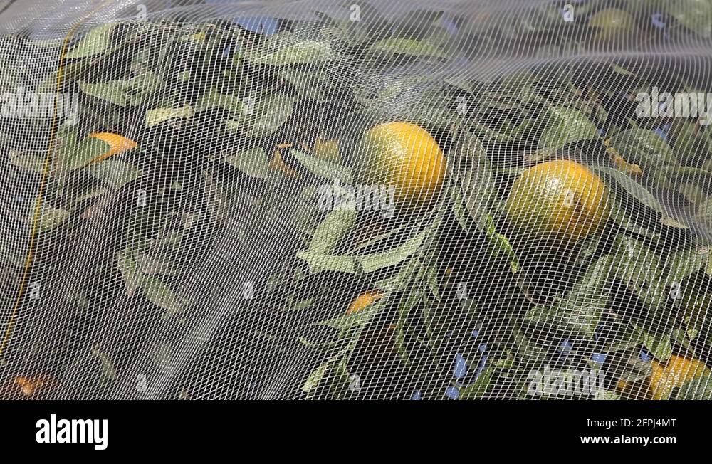 Plastic net protects fruits of citrus trees from hail, frost, rain ...