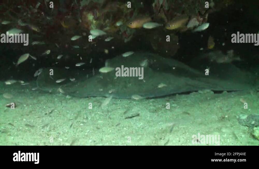 Sting ray Stock Videos & Footage - HD and 4K Video Clips - Alamy