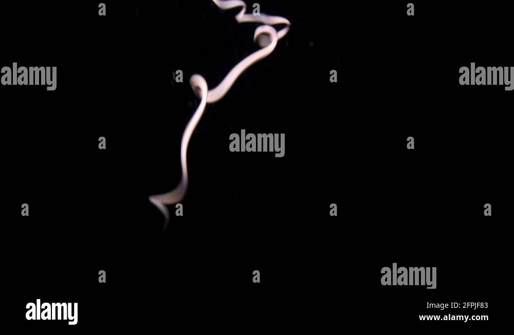 Sea worm Stock Videos & Footage - HD and 4K Video Clips - Alamy