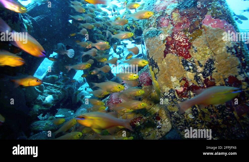 Golden sweepers and cardinalfish inside an artificial reef on the ocean ...